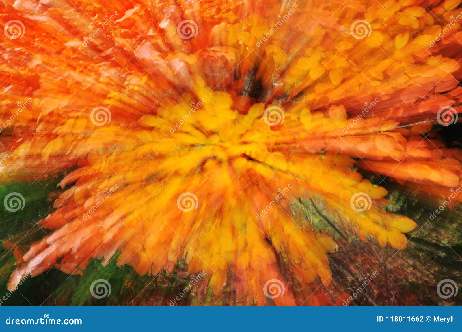 Natural Abstract Zoom Effect Stock Photo - Image of fall, natural ...