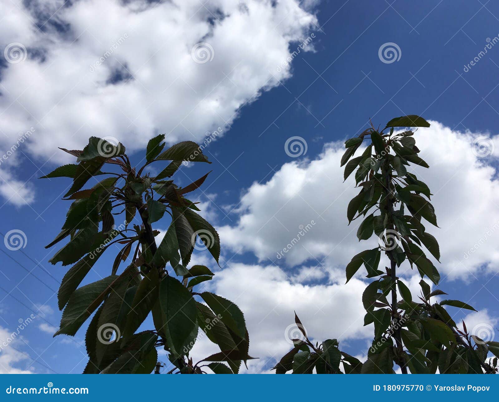 Natural Abstraction. Spring Vegetation Against a Bright Sky. Stock ...