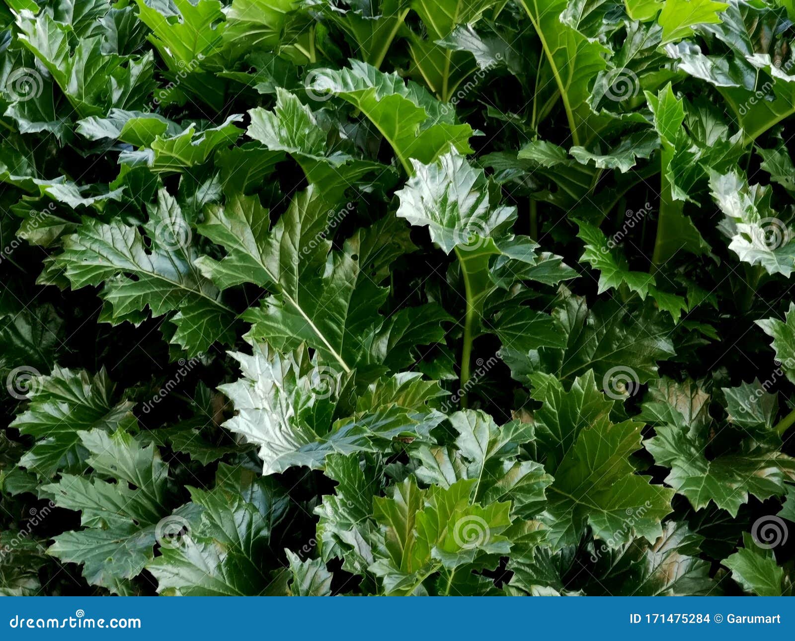 Natural Acanthus Leaves in the Garden Stock Photo - Image of foliage ...