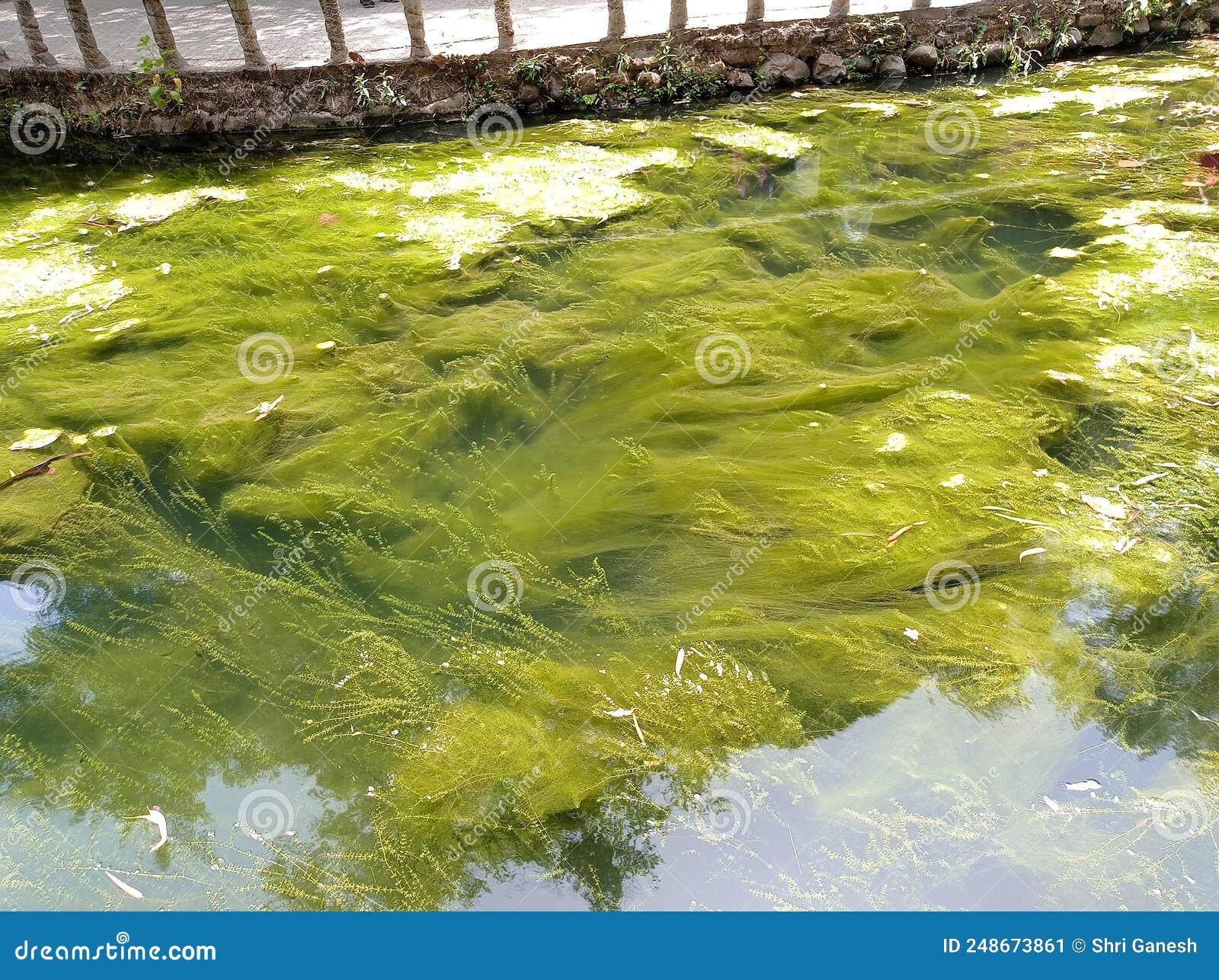 Natural Algi Underwater Picture View Stock Image - Image of view, algi ...