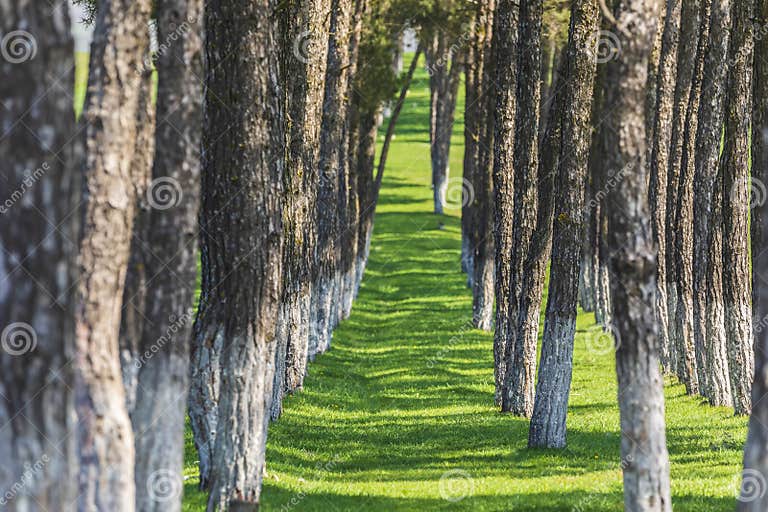 Natural Alley of More Trees Stock Image - Image of country, vacation ...