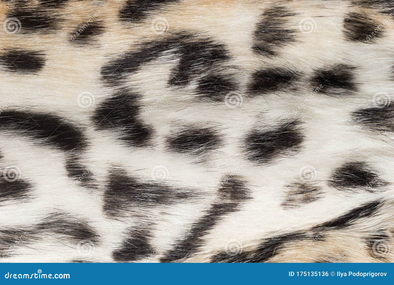 Natural Animal Fur Background Texture. Wool Spotted Pattern Close-up ...