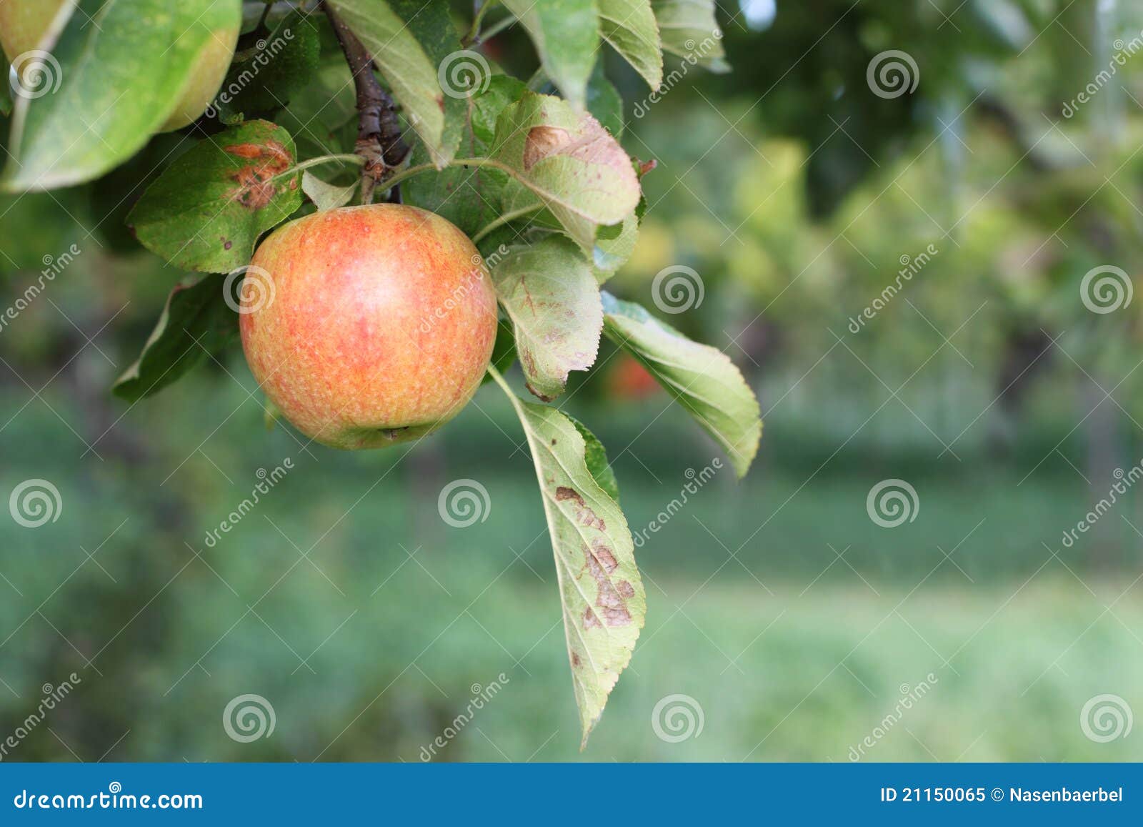 Natural apple stock image. Image of garden, farmer, biological - 21150065