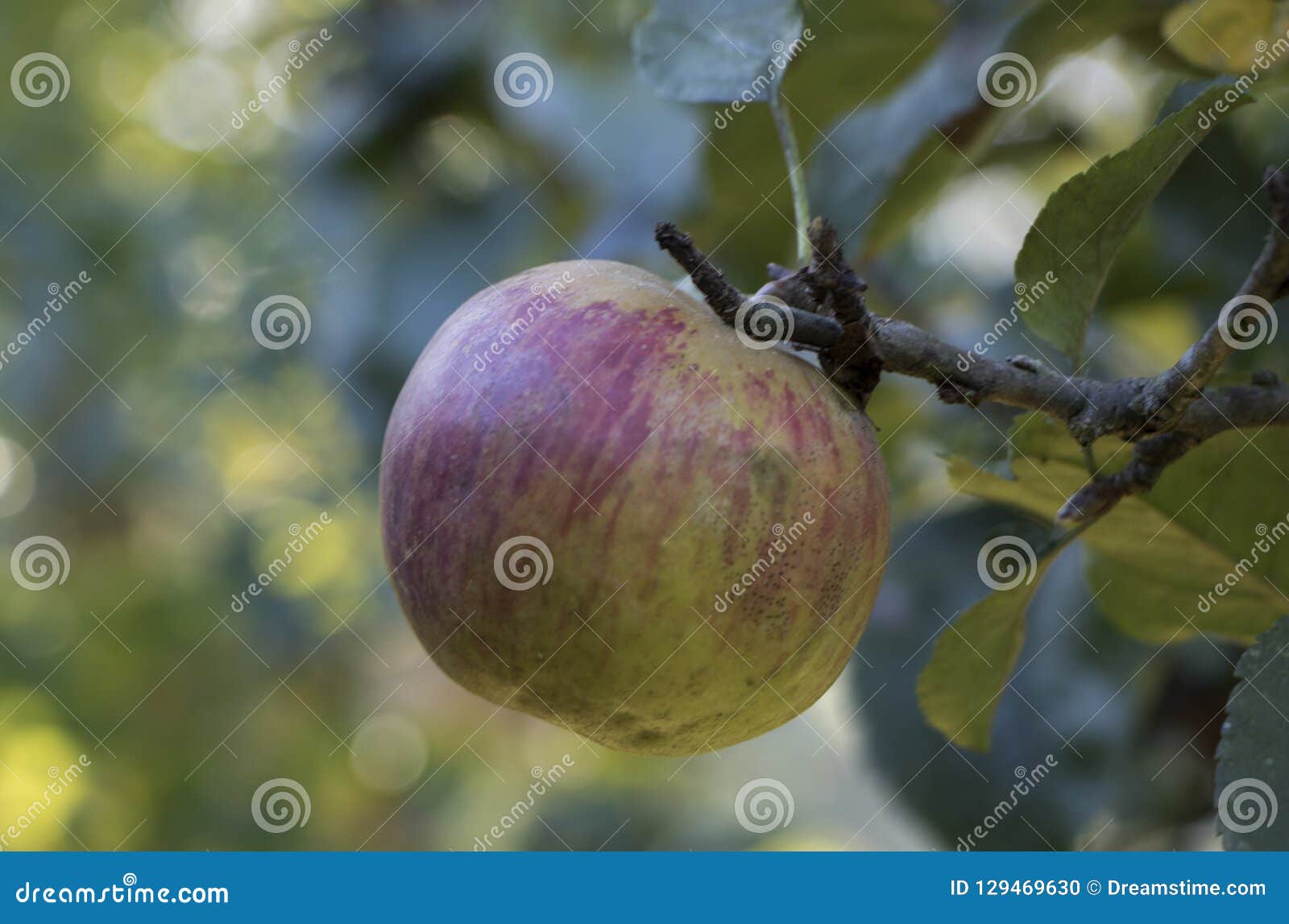 Natural apple stock photo. Image of healthy, juicy, ecologic - 129469630