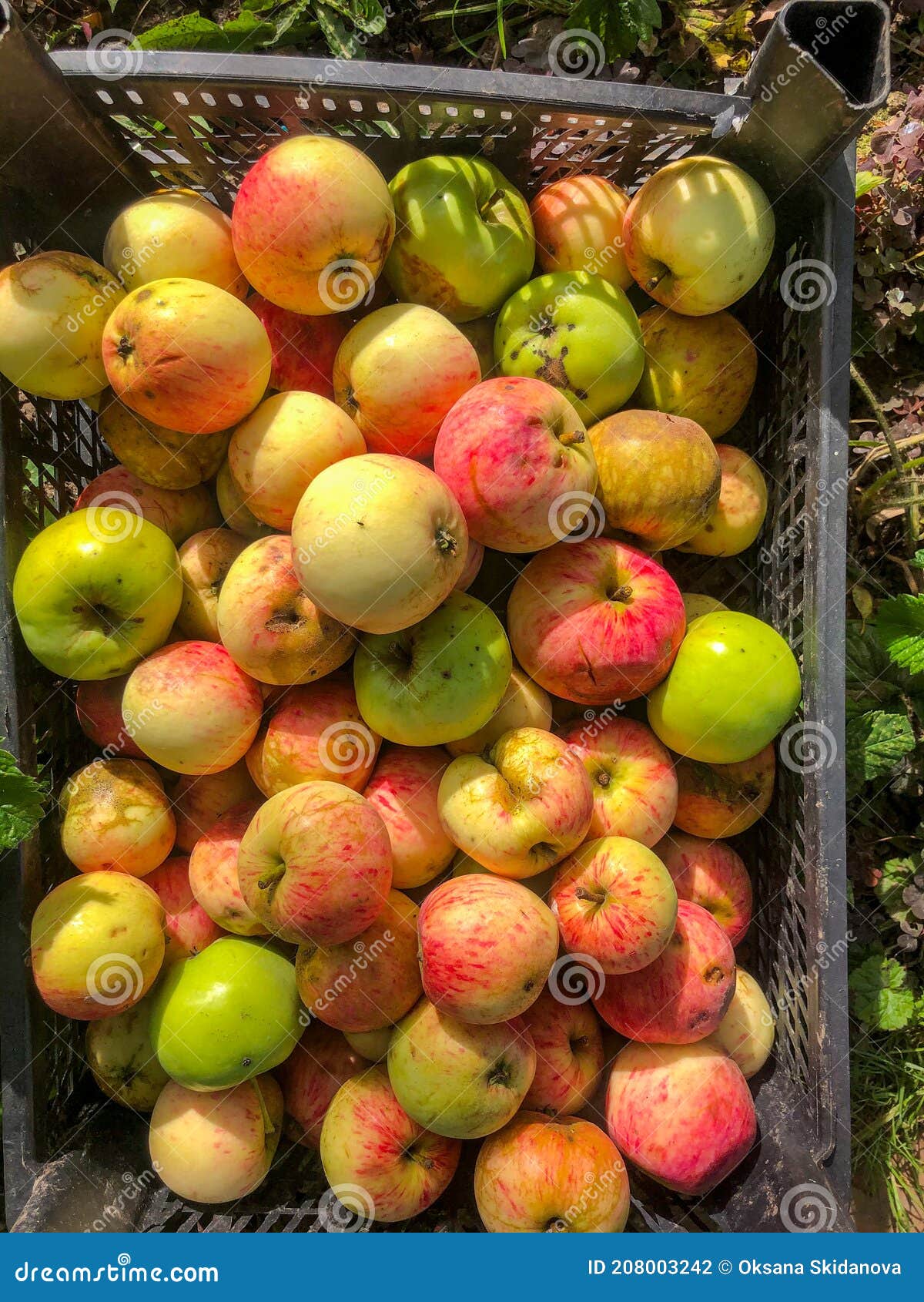 Natural Apple from Live Apple Tree, Not Perfect, with Small Dents and ...