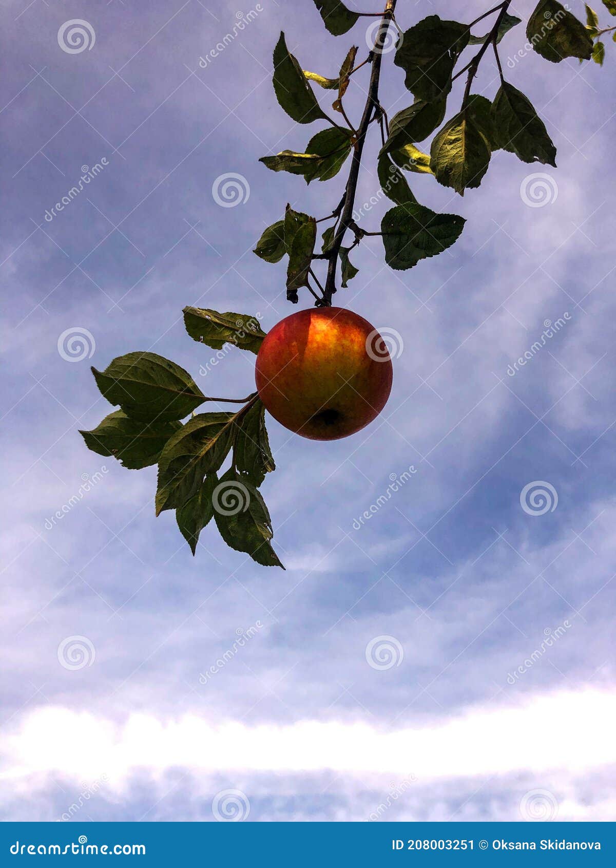 Natural Apple from Live Apple Tree, Not Perfect, with Small Dents and ...
