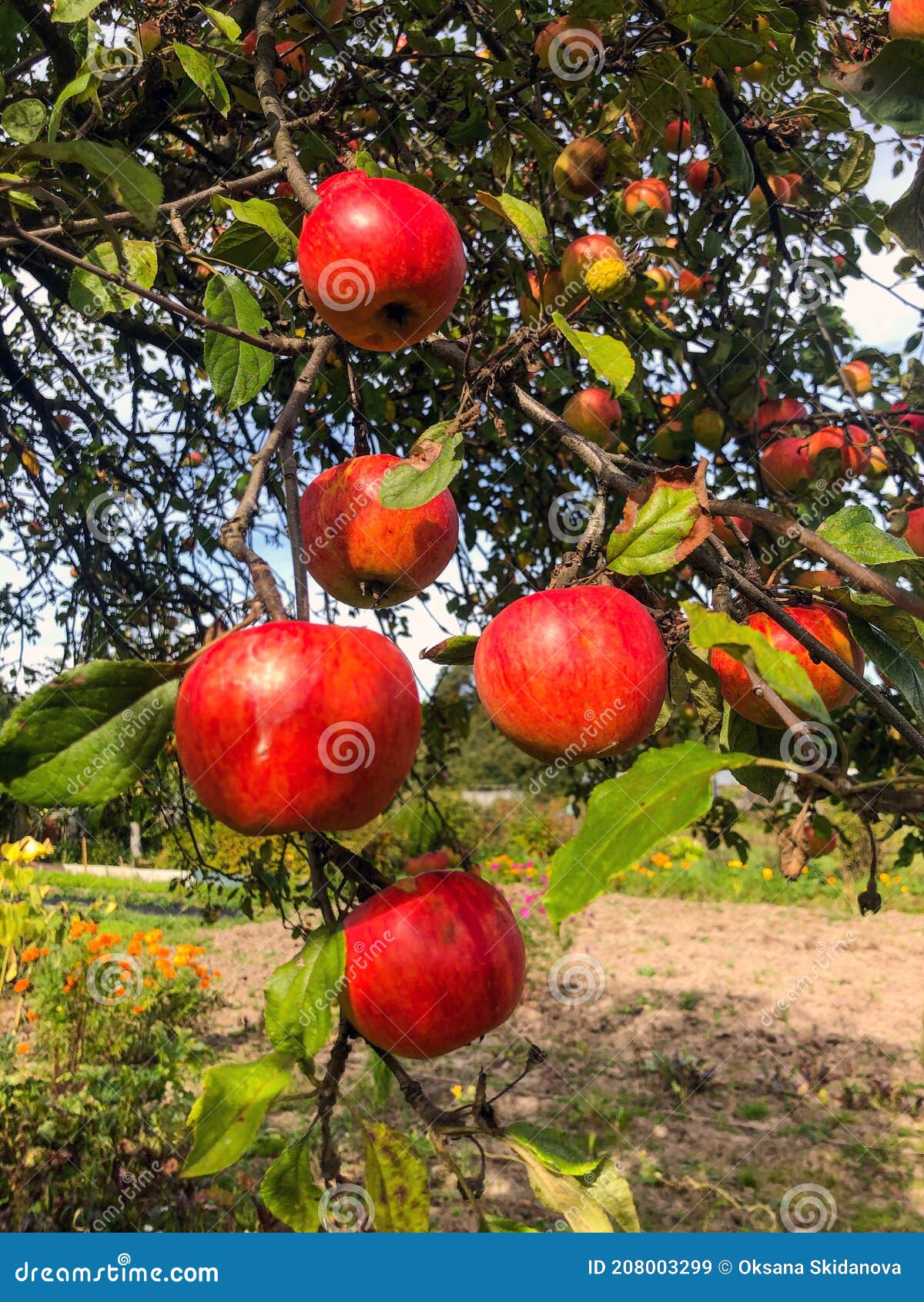 Natural Apple from Live Apple Tree, Not Perfect, with Small Dents and ...