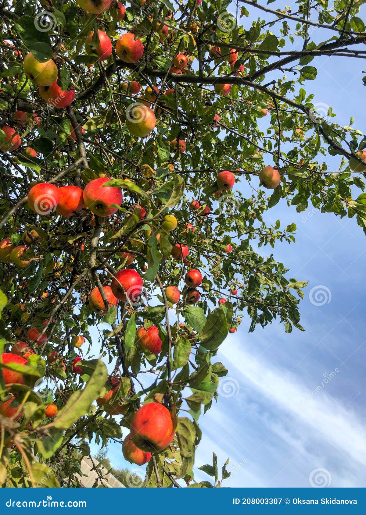 Natural Apple from Live Apple Tree, Not Perfect, with Small Dents and ...