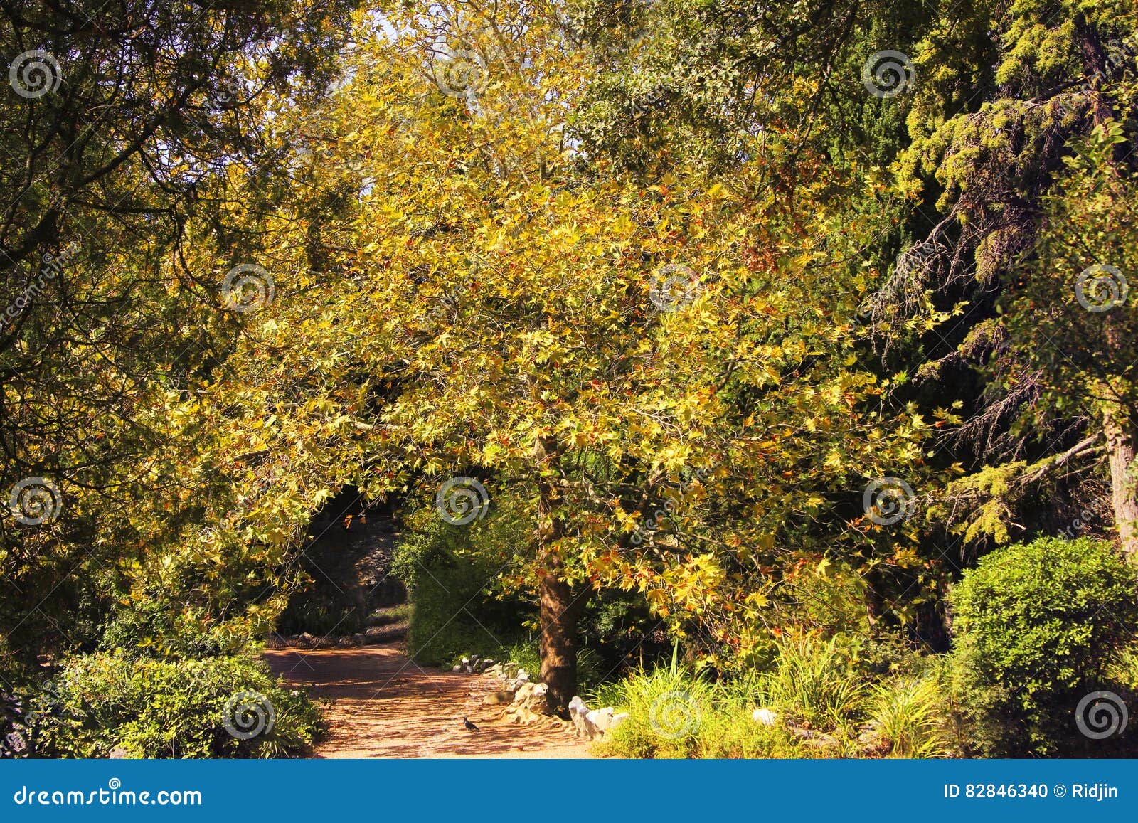 The Natural Arch of Tree Branches in the Autumn Park Stock Photo ...