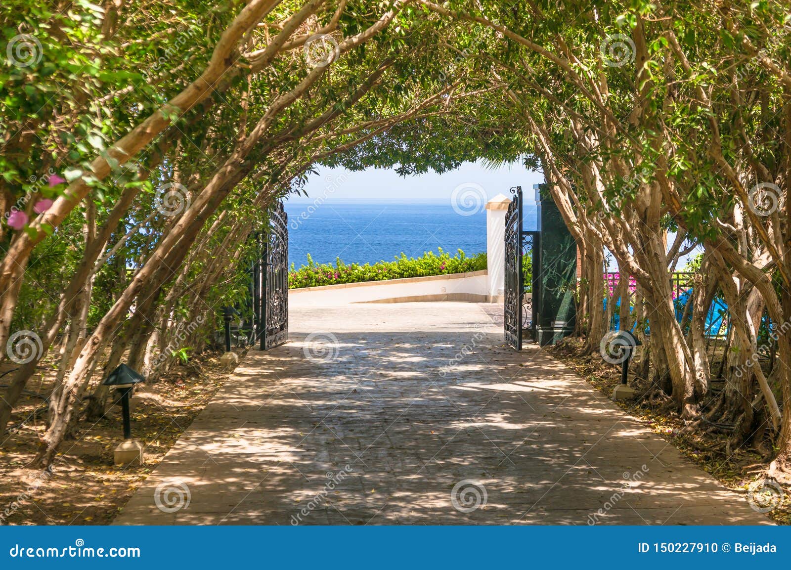 Natural Arch of Trees with Access To Seafront Stock Photo - Image of ...