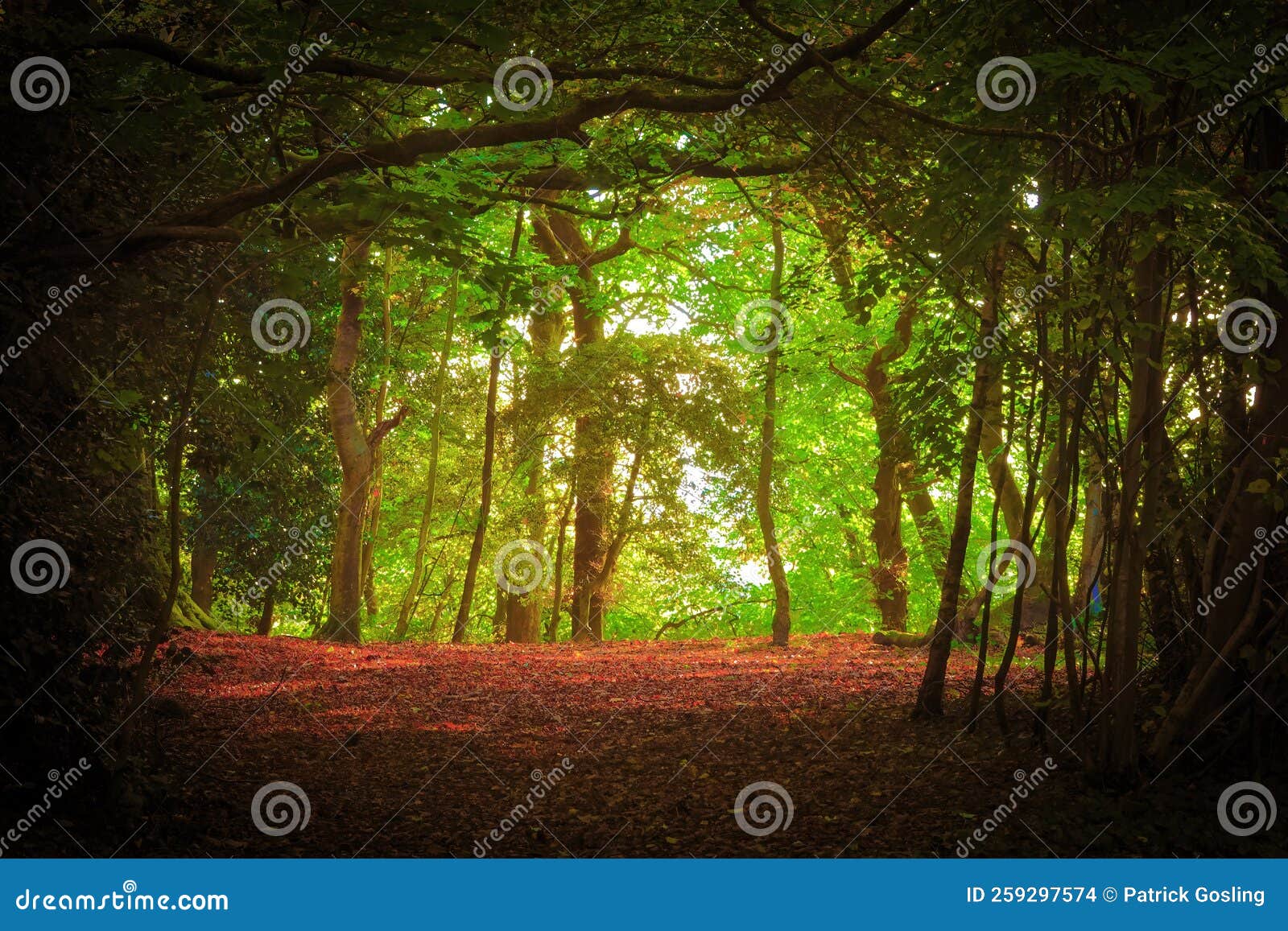 Natural arch in the woods. stock photo. Image of branches - 259297574