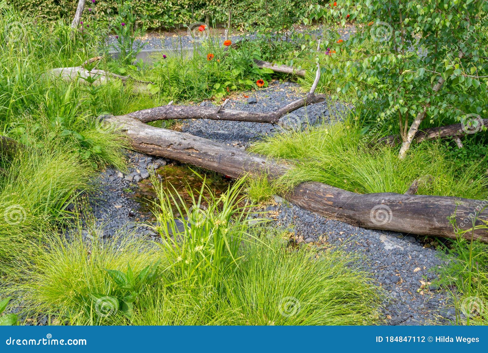 Natural arden design stock photo. Image of park, lush - 184847112