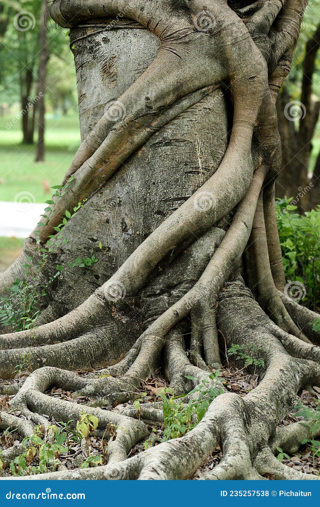 Roots stock photo. Image of texture, nature, growth - 235257538