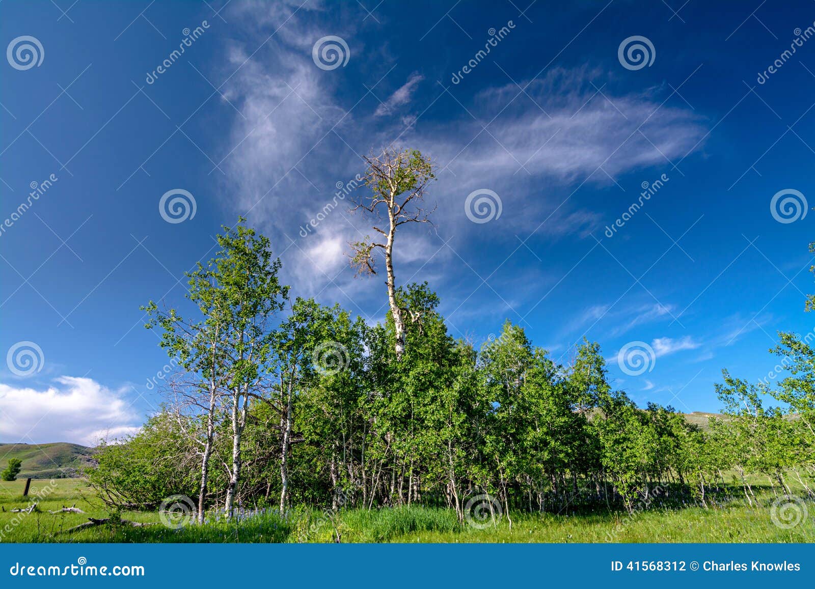 Natural Aspin Forest and Deep Blue Sky Stock Photo - Image of prairie ...
