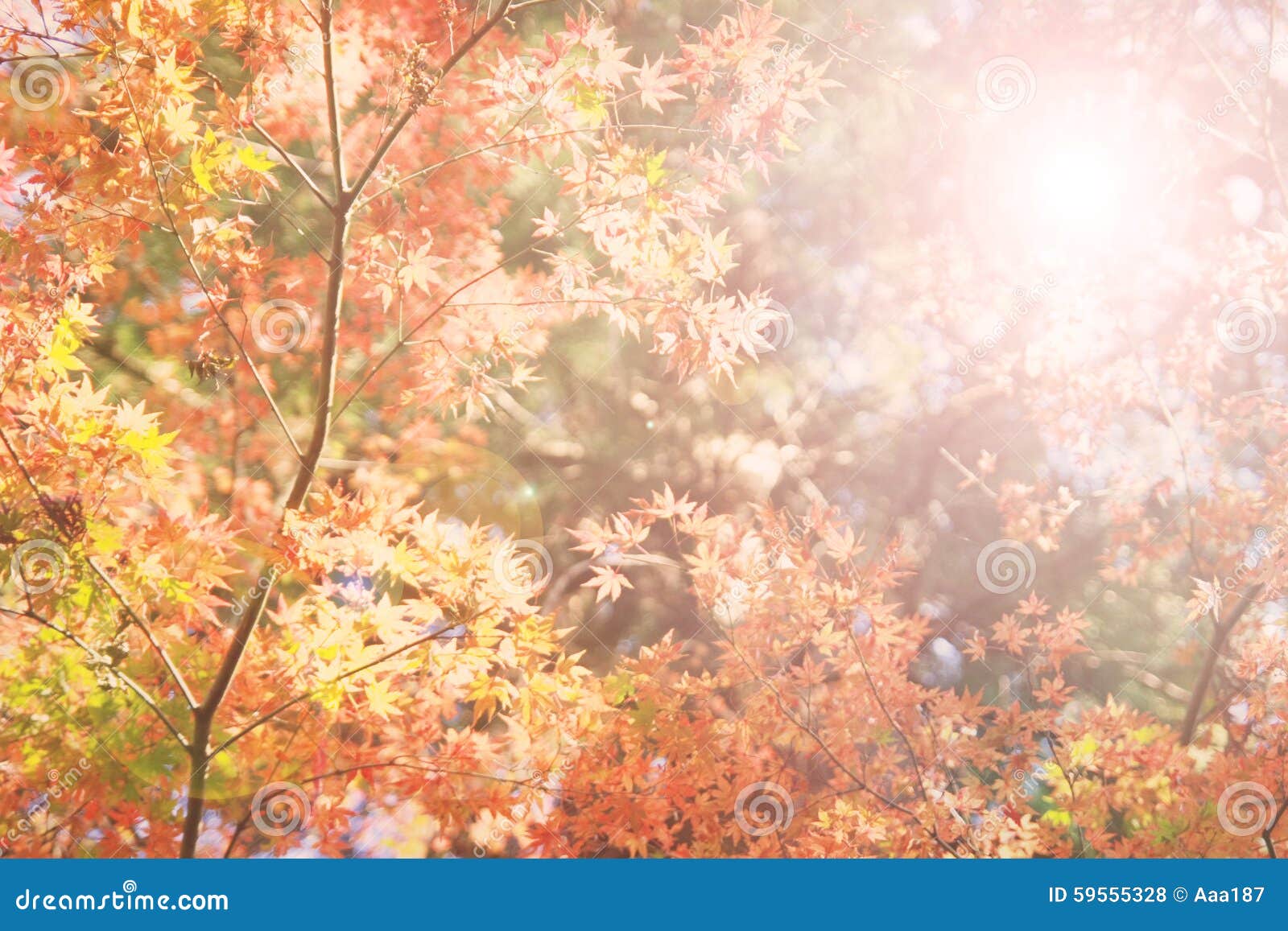 Natural autumn background stock photo. Image of season - 59555328