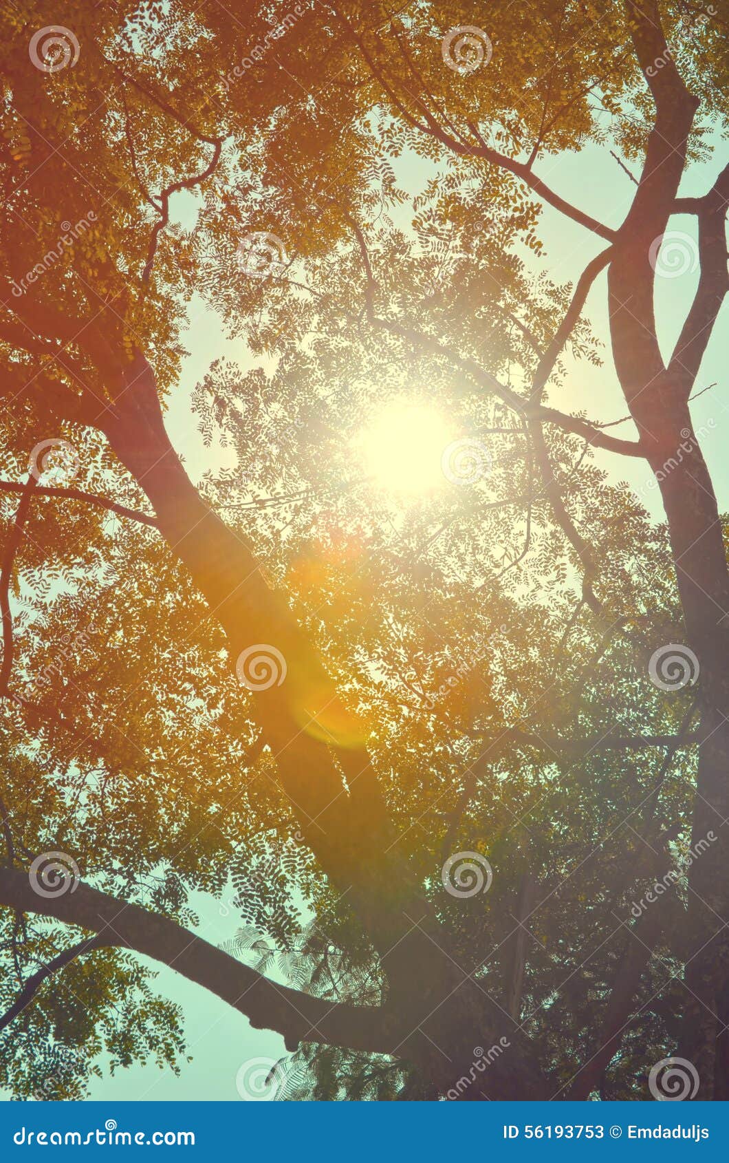 Natural Autumn tree on sky stock image. Image of close - 56193753