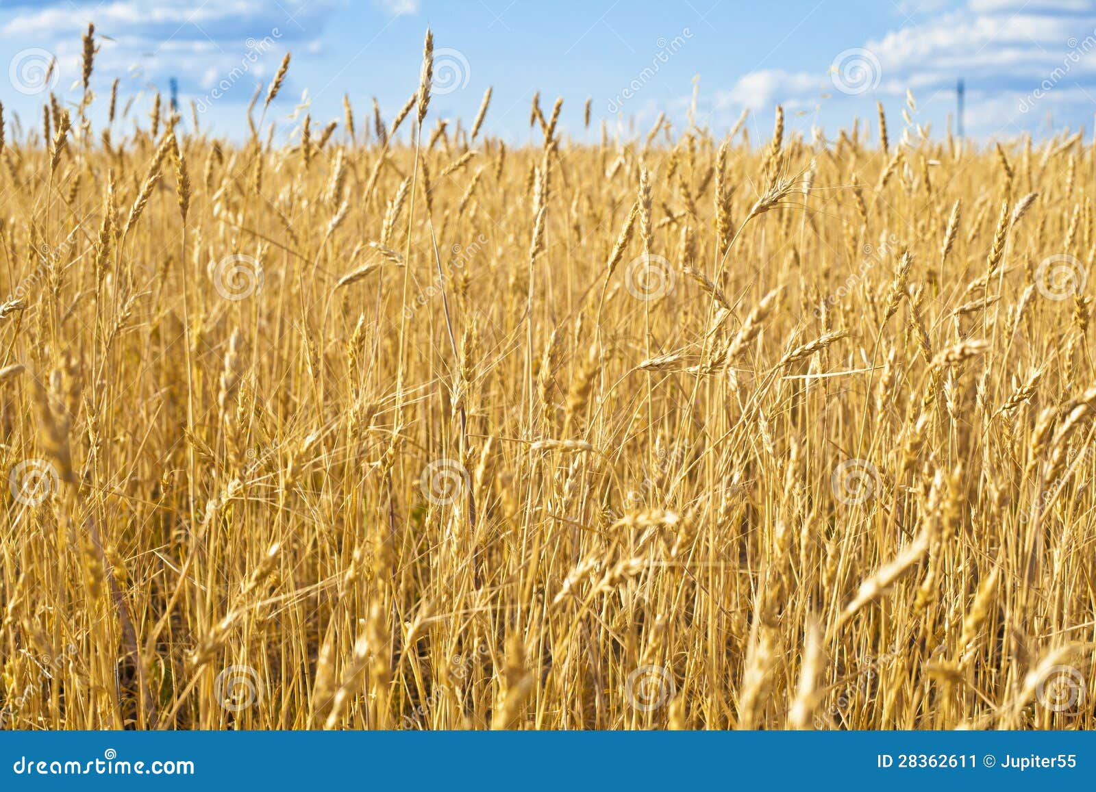 Natural backdrop stock image. Image of outdoors, field - 28362611