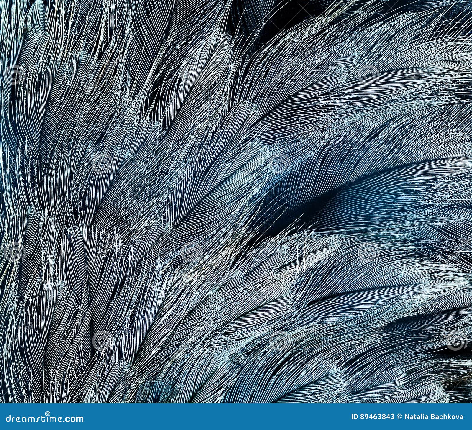 Natural Backdrop of the Bright Blue Feathers of the Birds are D Stock ...