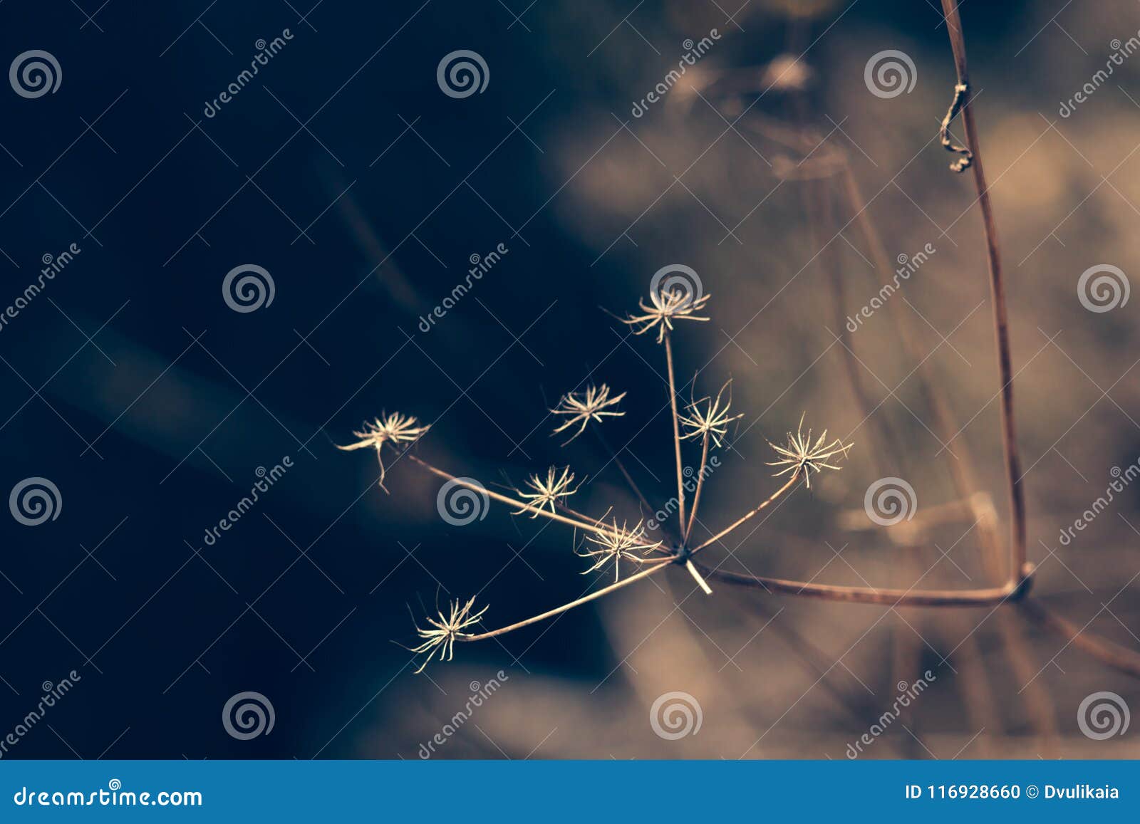 Natural Backdrop with Plants on a Field Stock Photo - Image of meadow ...