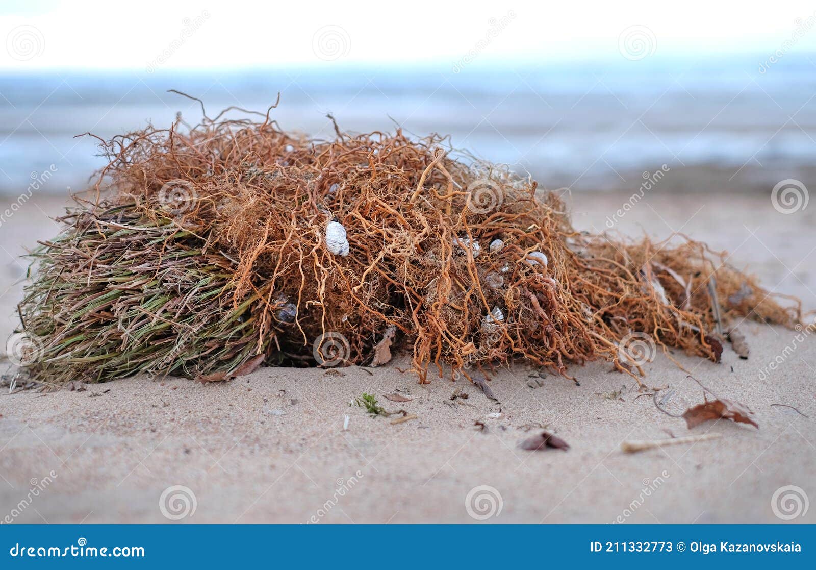 Natural Backgroud with Seaweed and Seashell, Ecology Concept Stock ...