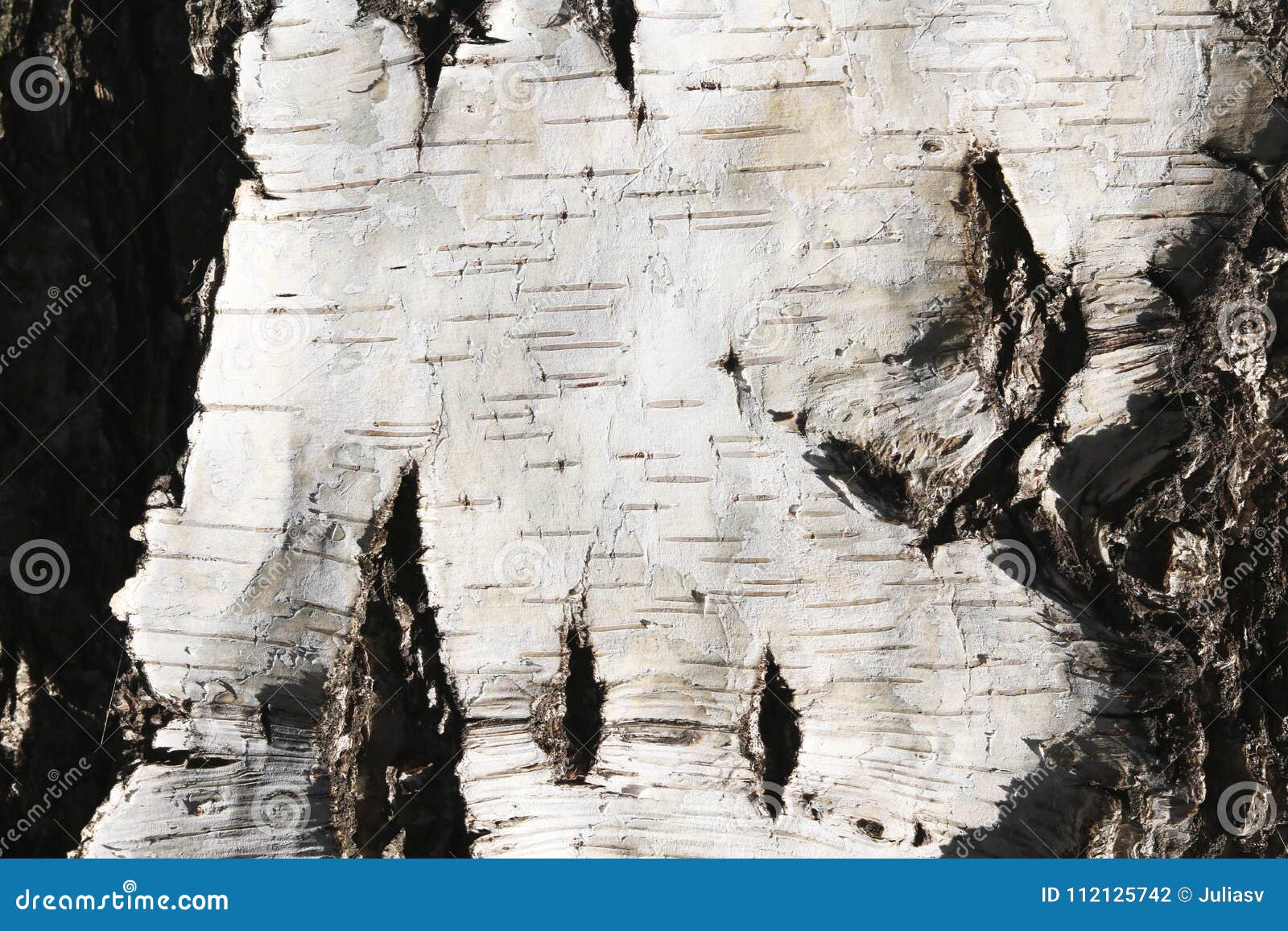 Natural birch texture stock photo. Image of decoration - 112125742