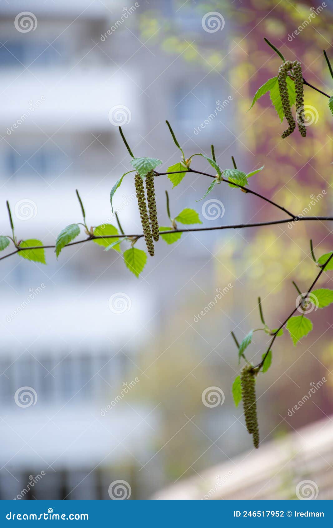 Natural Background of Birch Branches Stock Photo - Image of sprout ...