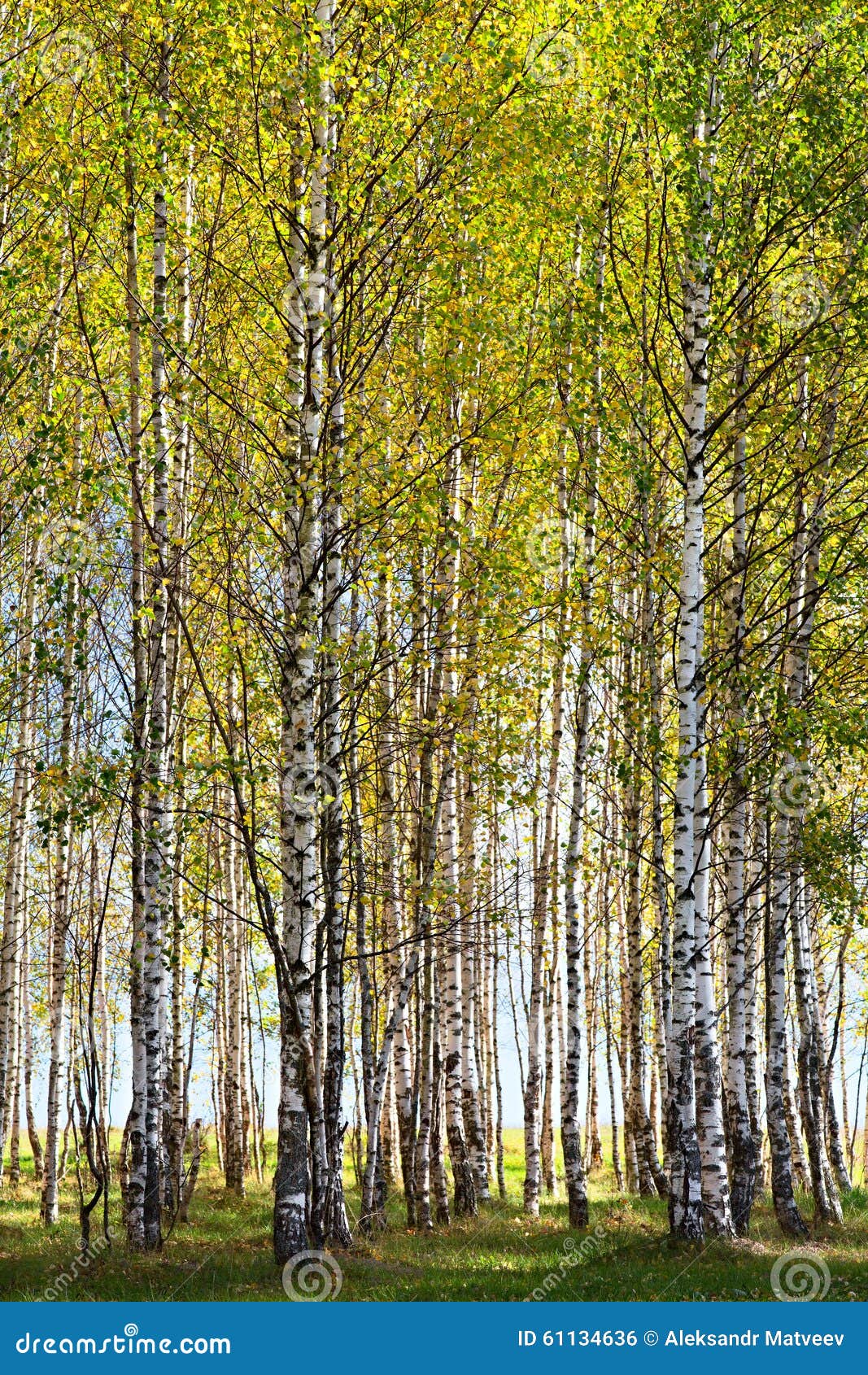 Natural background birch stock photo. Image of environment - 61134636