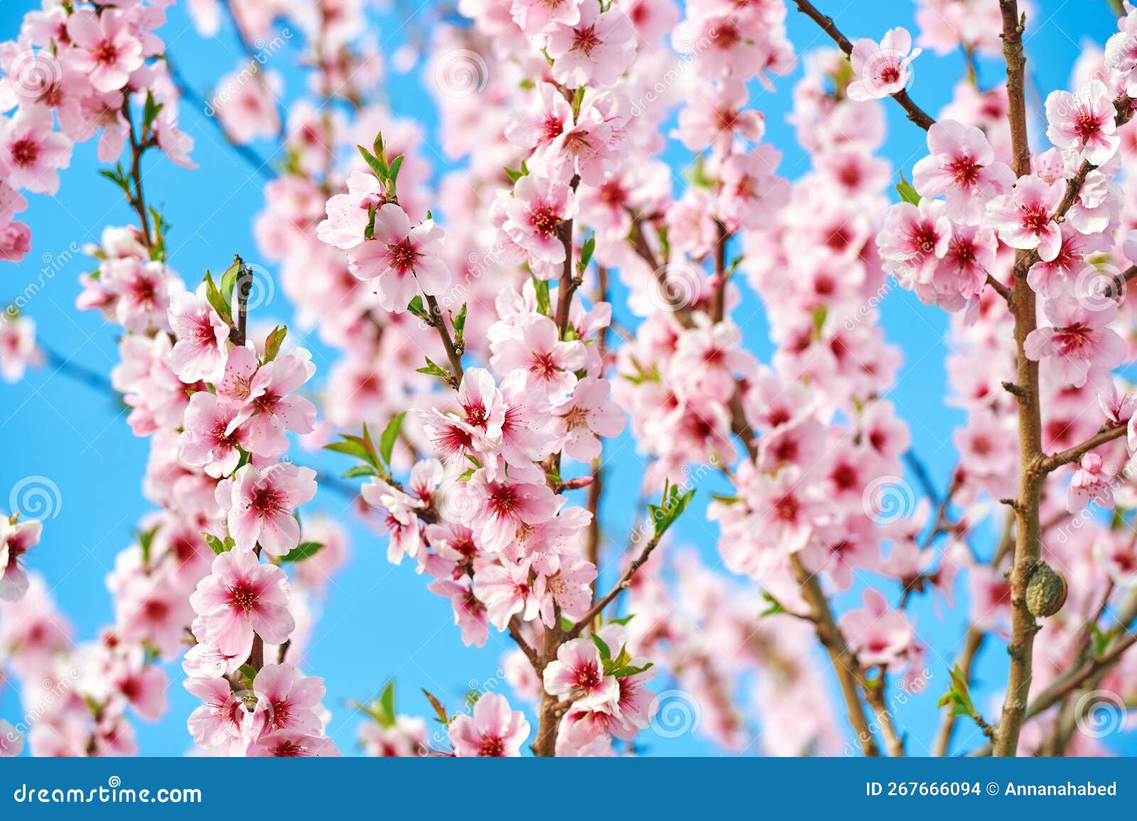 Natural Background with Blooming Apple. or Peach Tree Against Bright ...