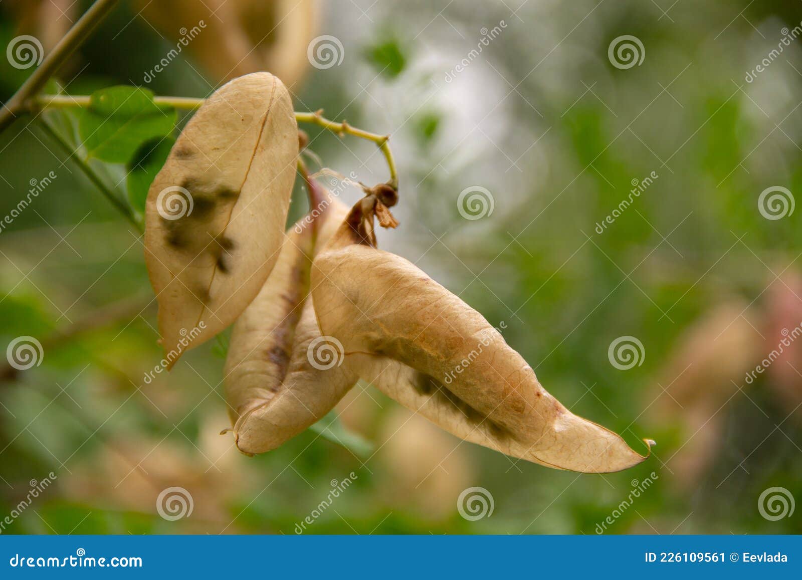 Cilician Pemphigus plant stock image. Image of background - 226109561
