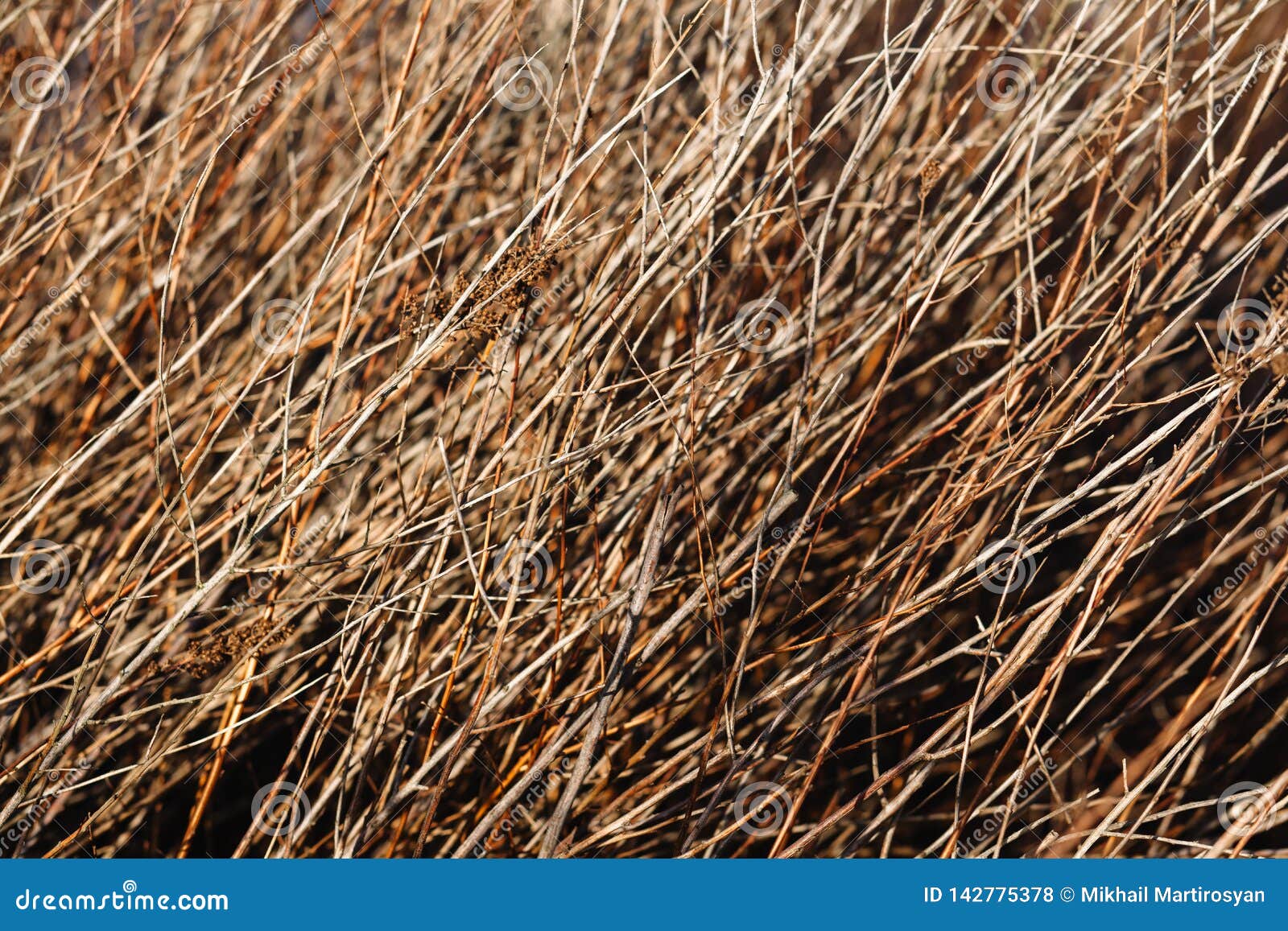 Natural Background Bushes Branches. Dry Branches of Trees Stock Photo ...