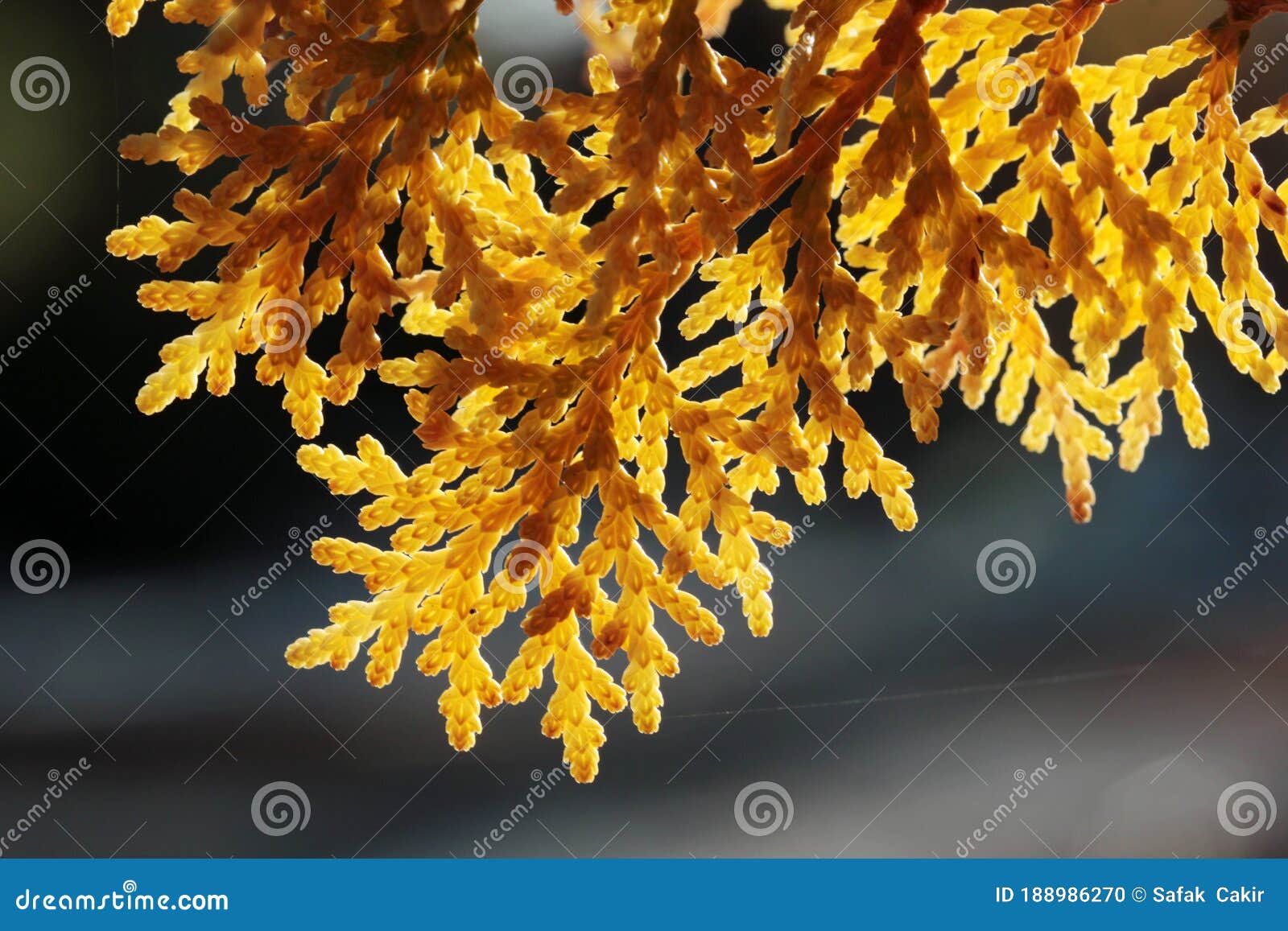 Thuja tree stock photo. Image of forest, bush, conservation - 188986270