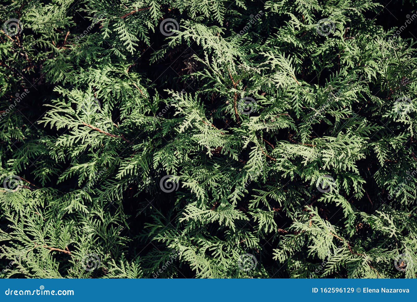 Natural Background from Coniferous Branches. Green Wall Shrubbery Stock ...