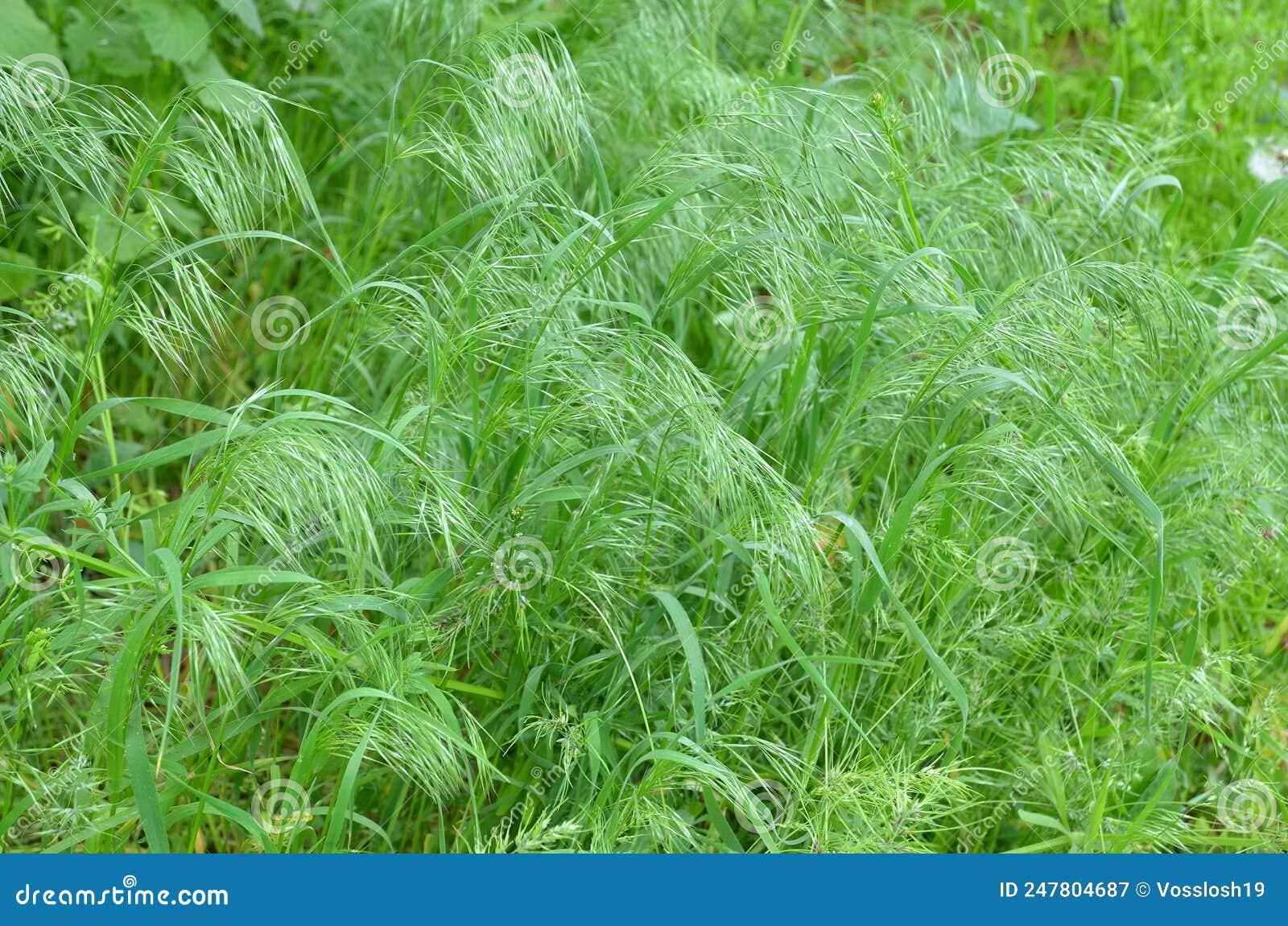 Swaying Grass on a Spring Day. Stock Image - Image of consists ...