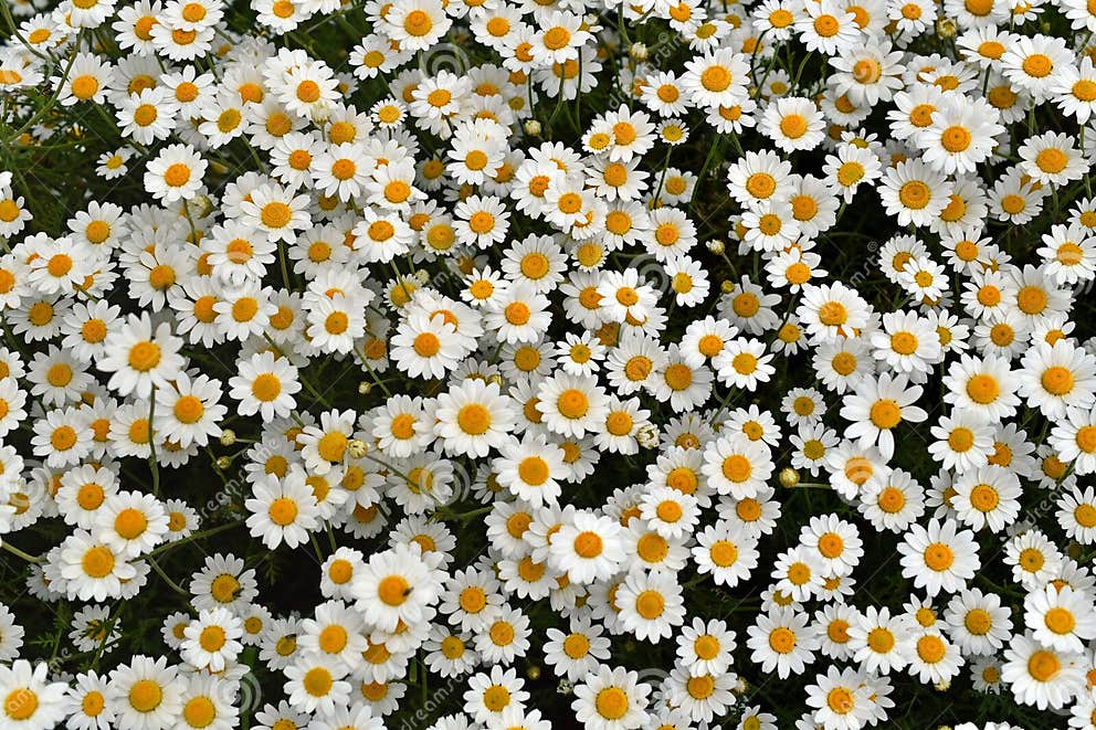 Natural Background Covered with Daisies Stock Image - Image of daisies ...