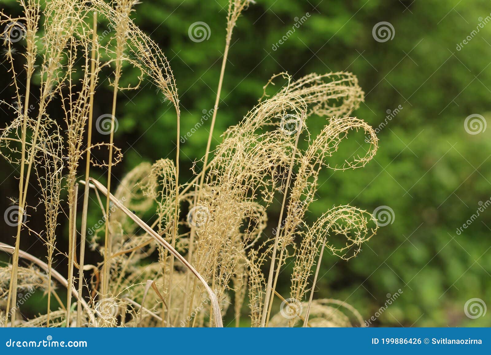 Natural Background. Dry Plants with Twisted Stems and Spikelets on a ...