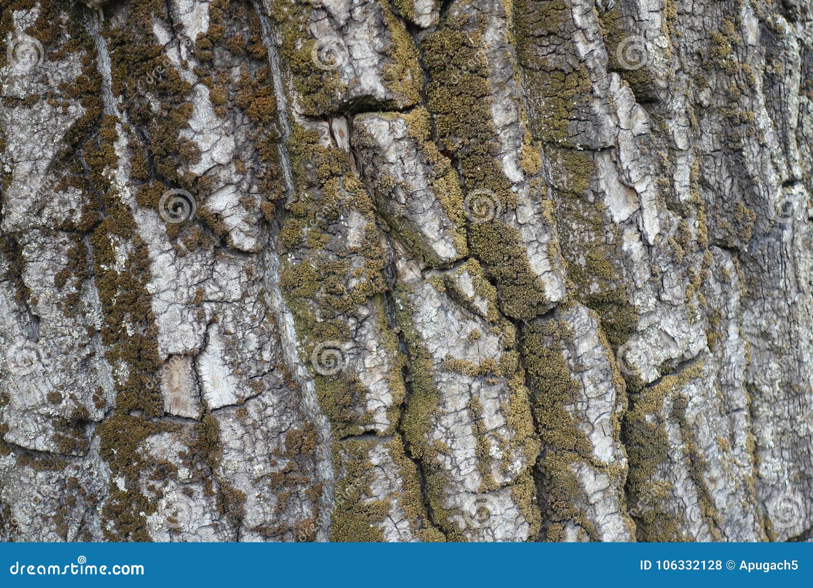 Natural Background Dry Tree Bark with Moss Stock Photo - Image of ...