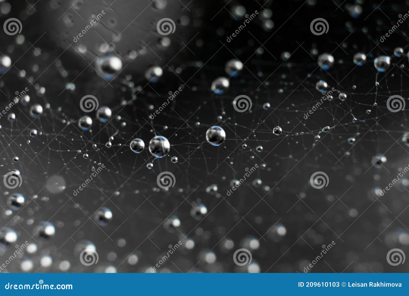 1,091 Filigree Black White Photos - Free & Royalty-Free Stock Photos ...