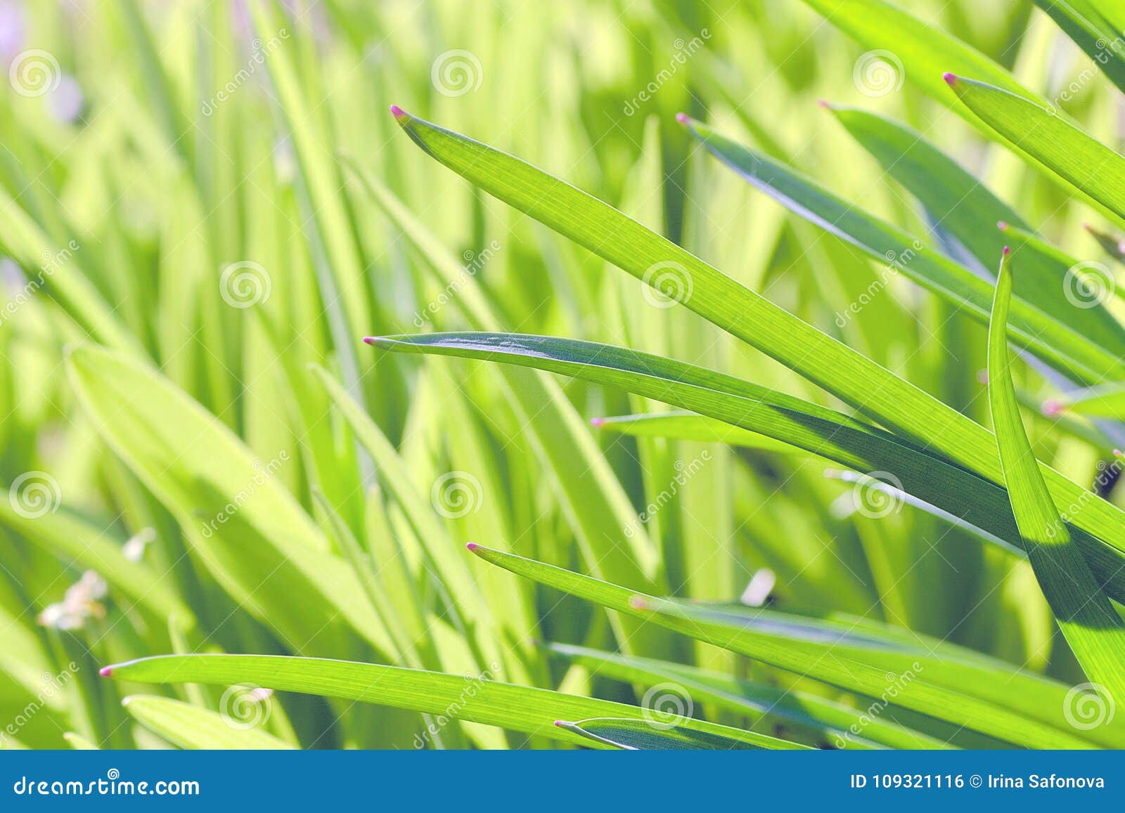 First of spring grass stock photo. Image of plant, closeup - 109321116
