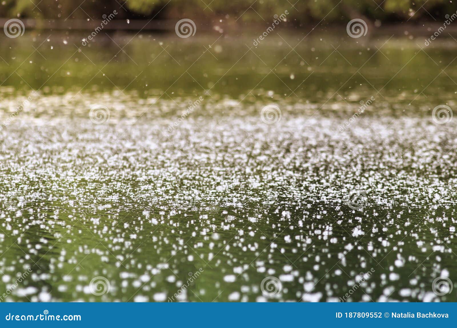 Natural Background with Fluffy White Down Falling from the Branches of ...