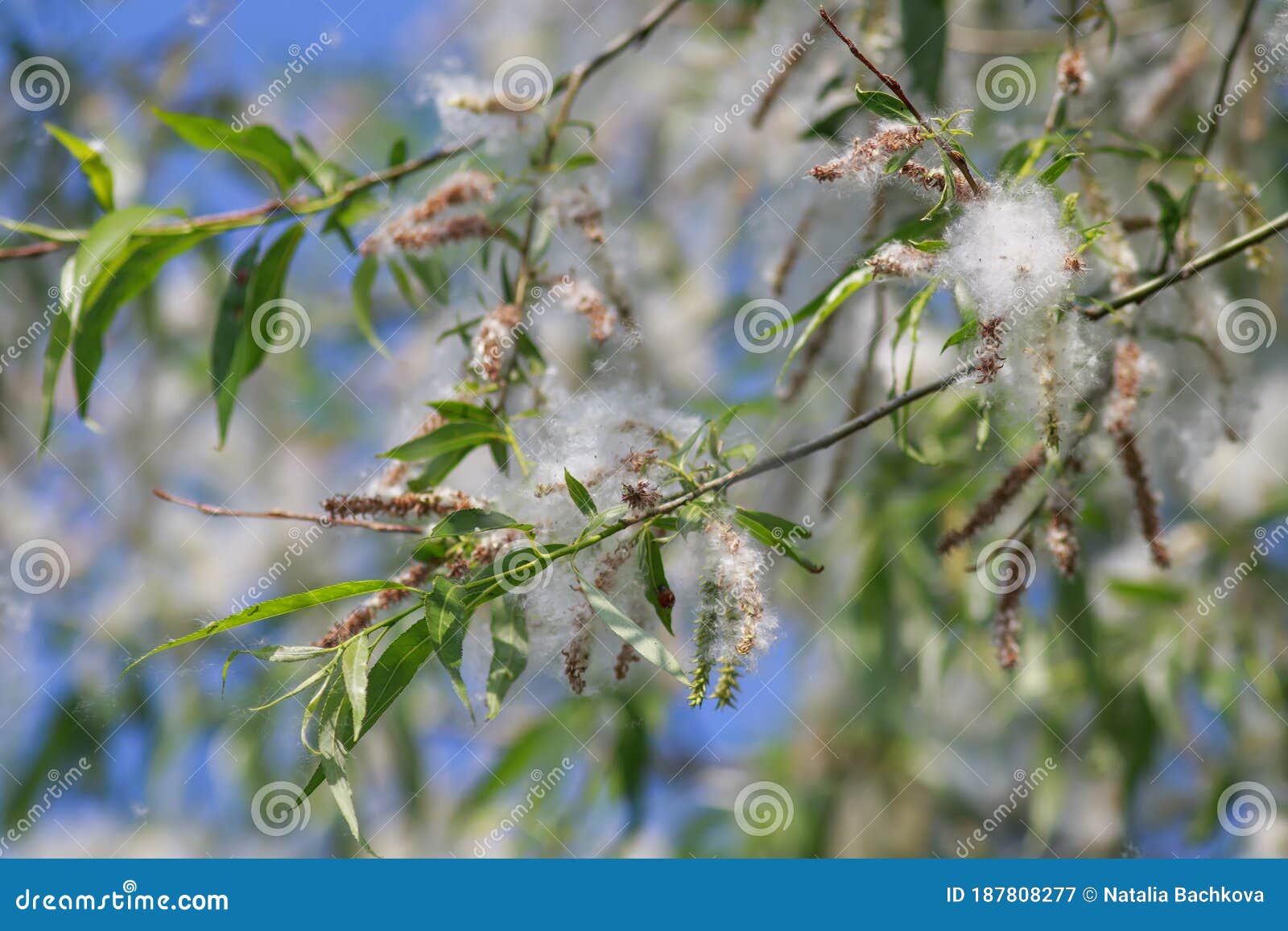 Natural Background with Fluffy White Fluff Flying from Tree Branches ...