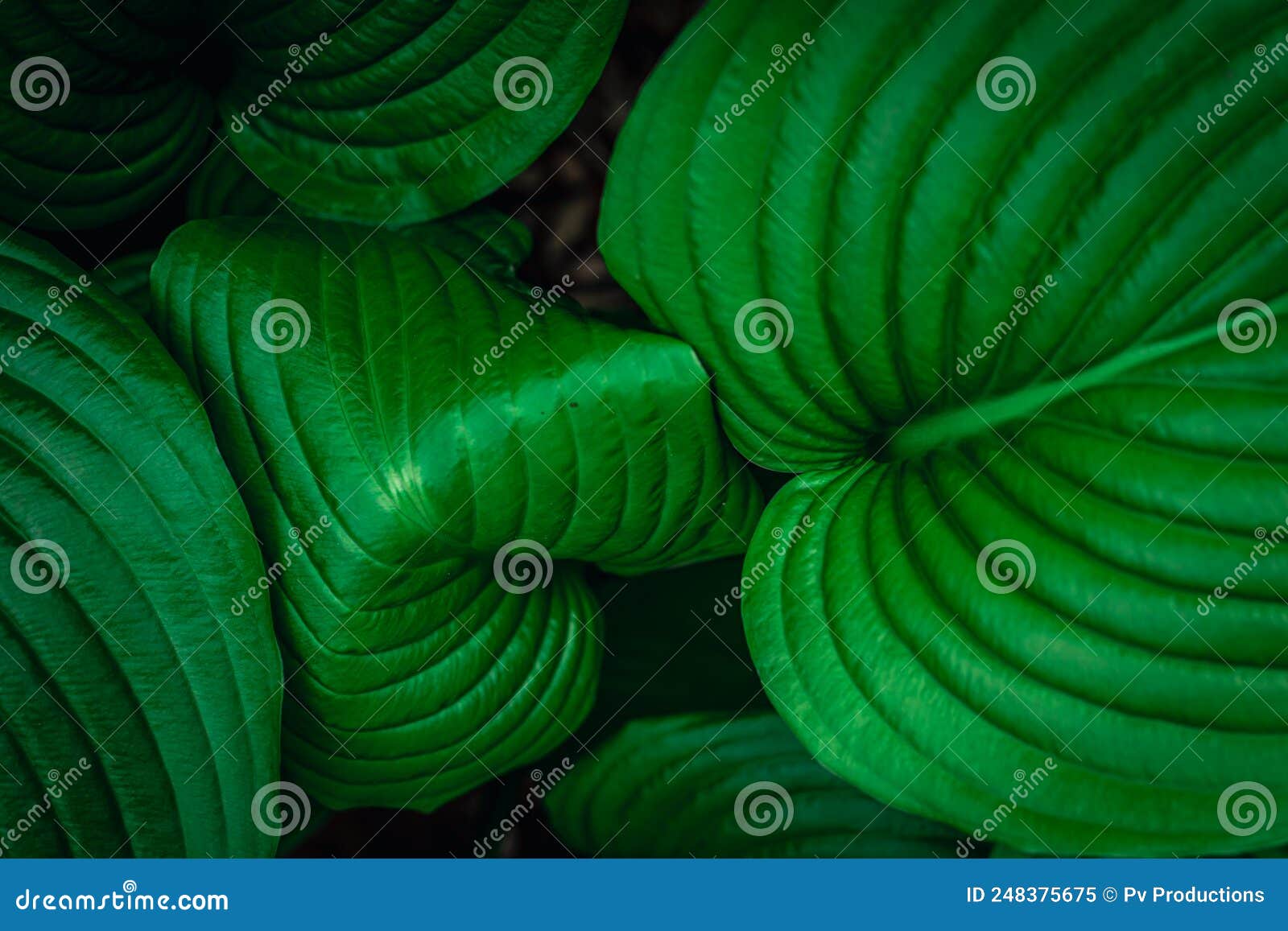 Natural Background, Fresh Green Leaves Top View. Stock Image - Image of ...