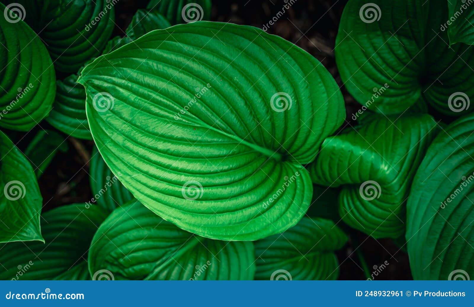 Natural Background, Fresh Green Leaves Top View. Stock Image - Image of ...