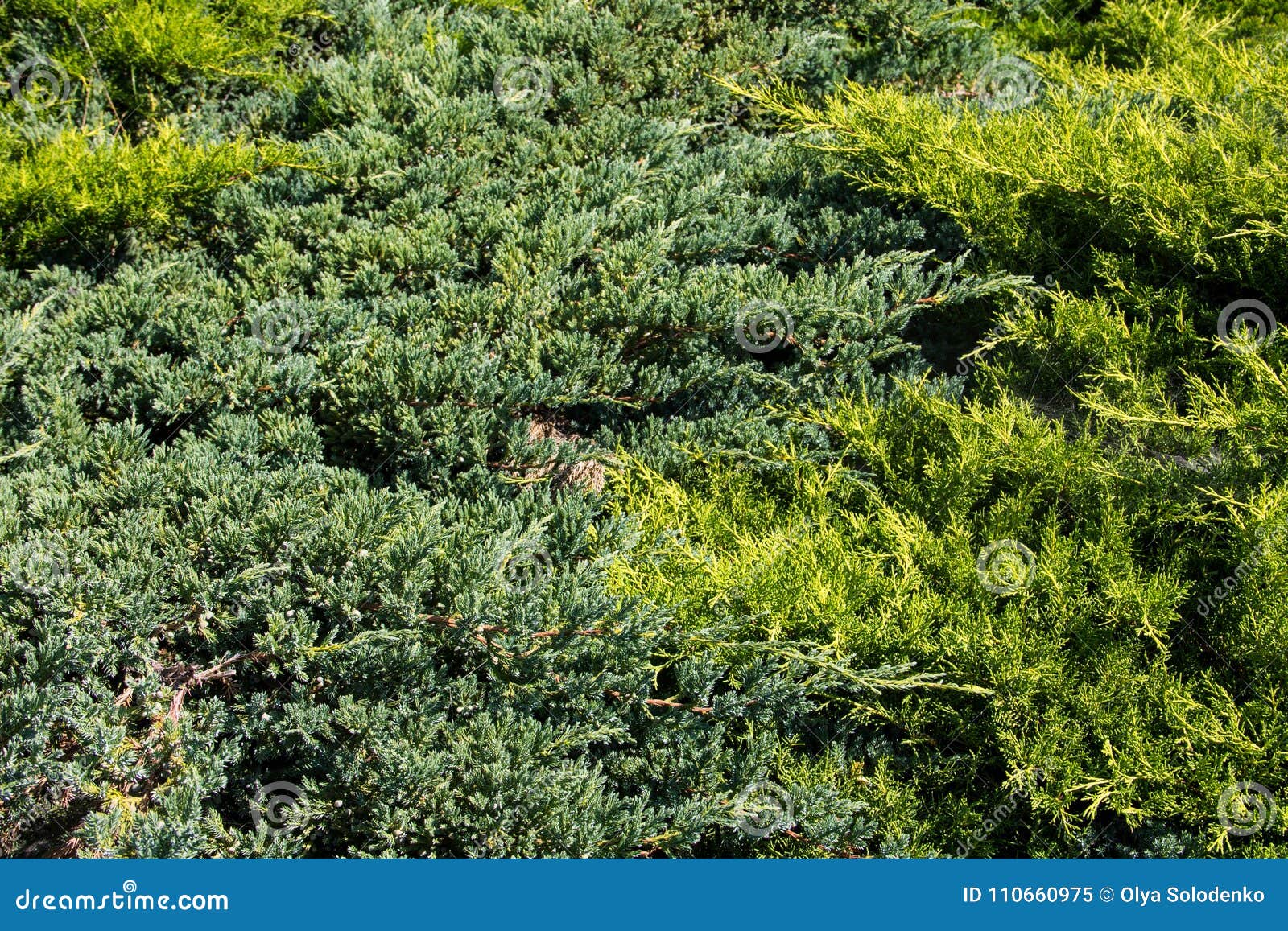 Natural Background of Green Juniper Bushes Stock Image - Image of ...