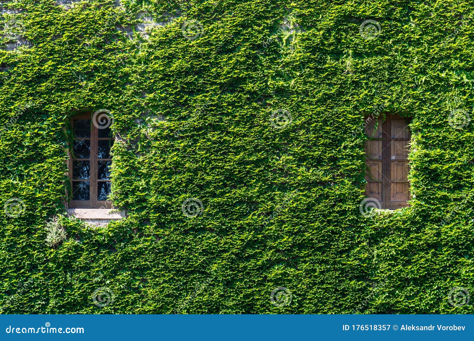 Natural Background of Green Leaves and Windows. Stock Image - Image of ...