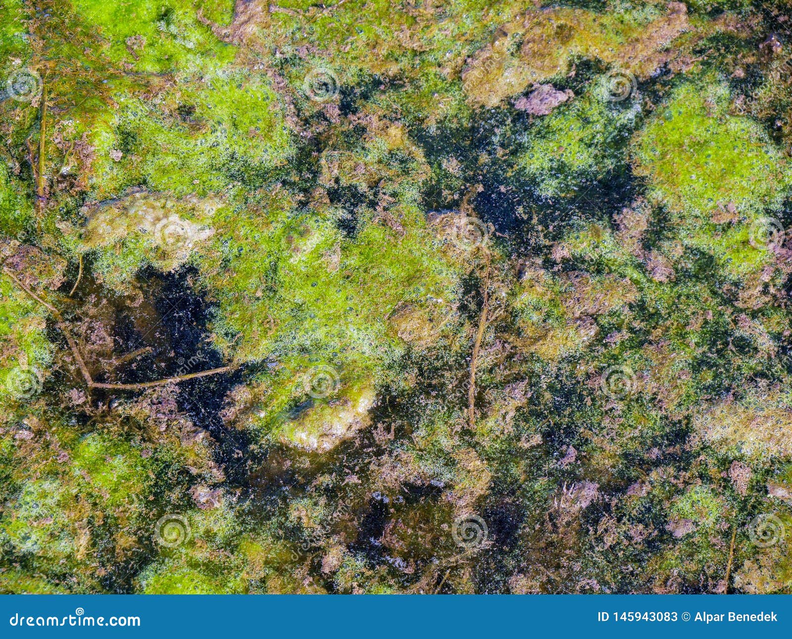 Natural Background, Green Moss , Algae in a Small Pond Stock Image ...