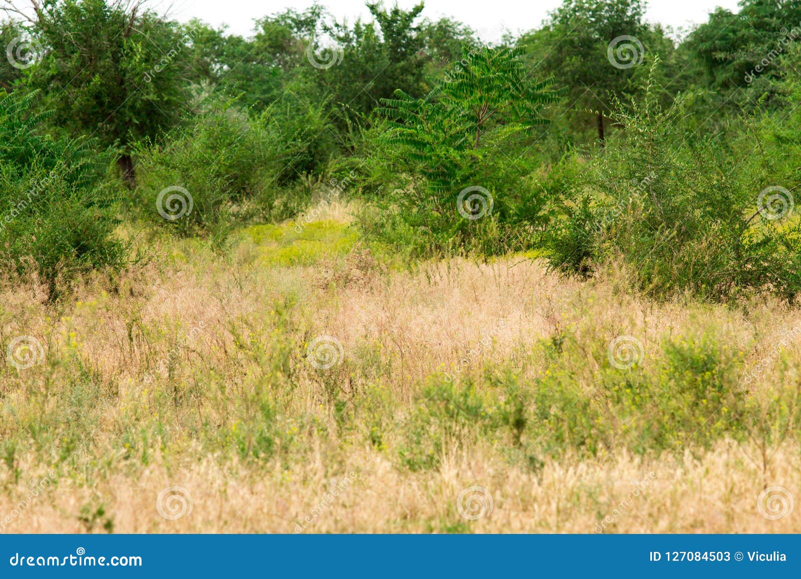 Natural Background. Green by Nature. Natural Branches. Stock Image ...