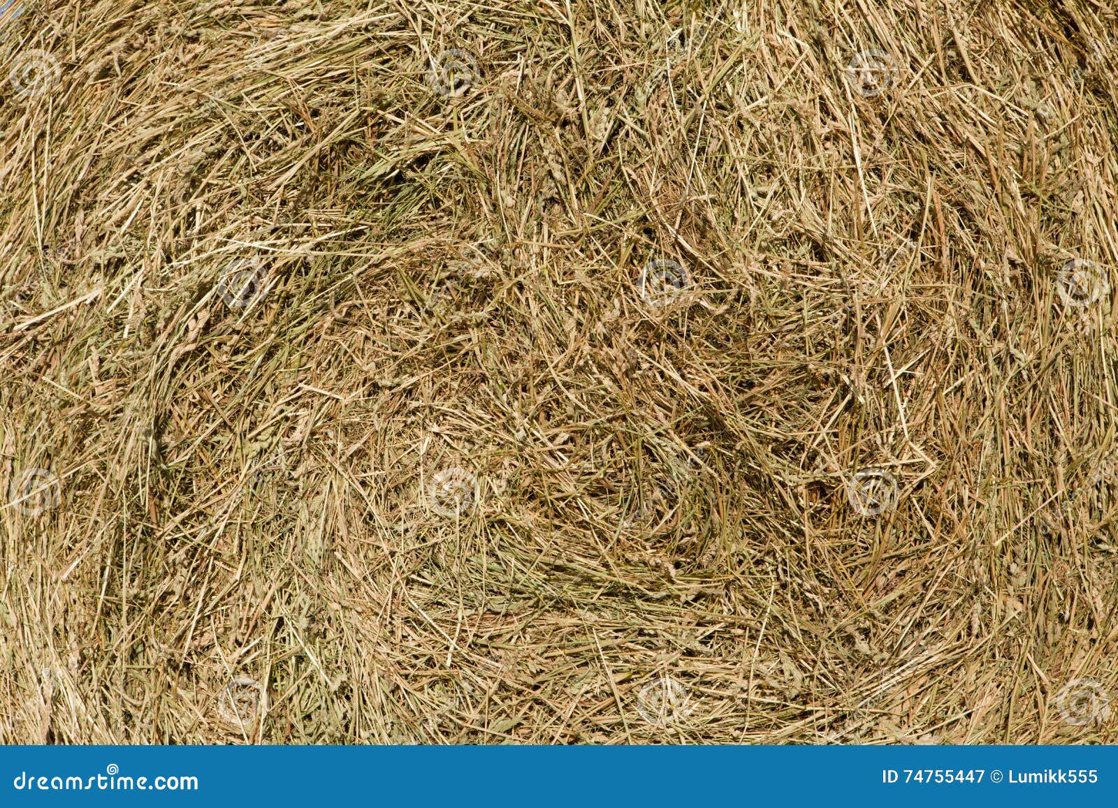 Natural background of hay stock image. Image of crop - 74755447
