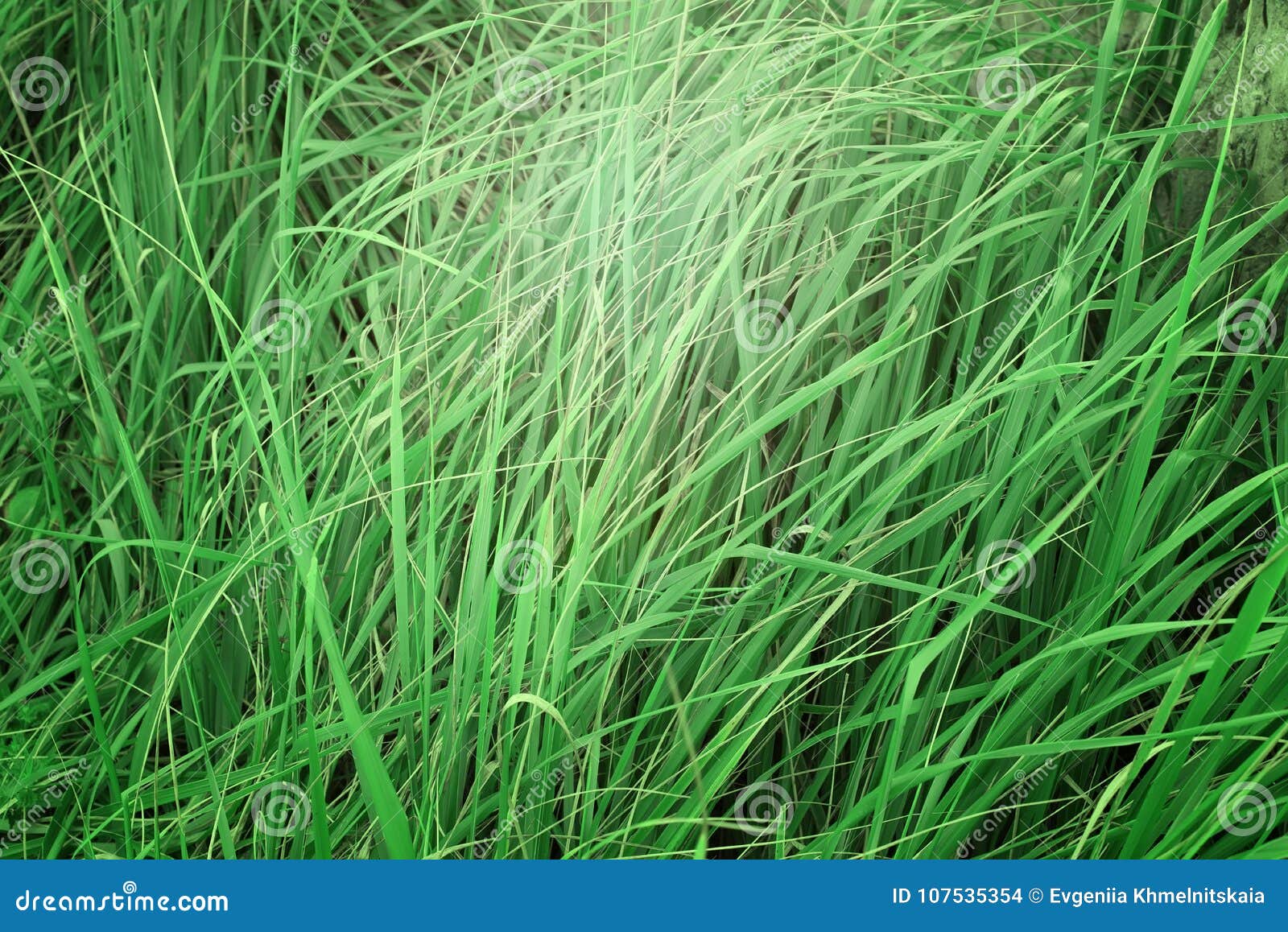 Natural Background of High Grass. Stock Photo - Image of lawn, meadow ...