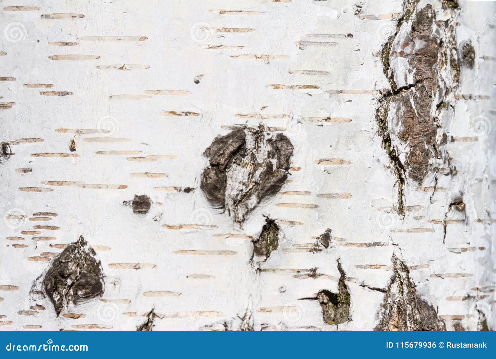 Natural Background - the Horizontal Texture of a Real Birch Bark Close ...