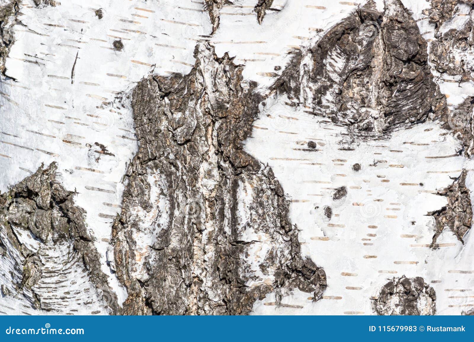 Natural Background - the Horizontal Texture of a Real Birch Bark Close ...